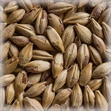 MALT CHÂTEAU CARA RUBY, SAC 25 KILO, PRIX/KILO | Bagro-Food